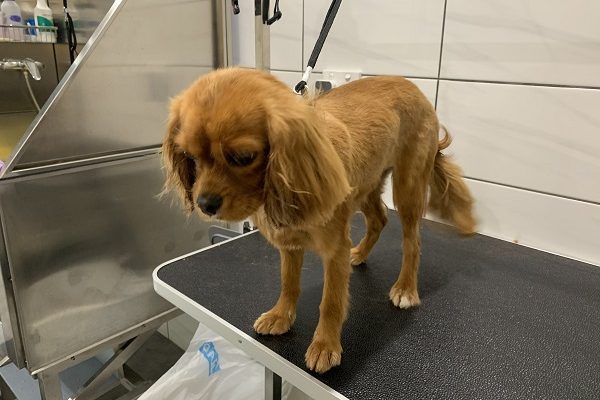 Dog grooming & dog wash salon Located in Victoria Point QLD